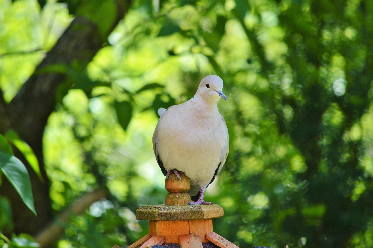 Colombe Oiseau Plumes - Photo gratuite sur Pixabay - Pixabay