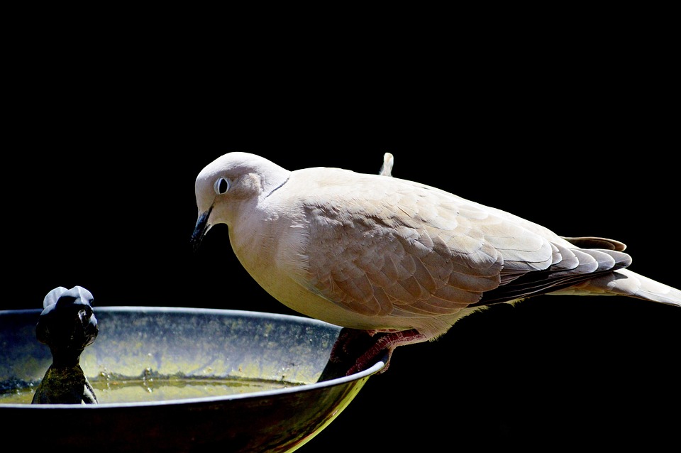 Dove Bird Feathers - Free photo on Pixabay - Pixabay