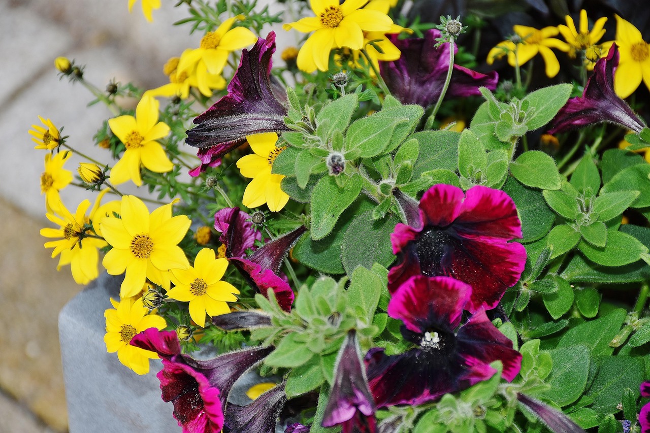 Pétunias Multicolore Fleur - Photo gratuite sur Pixabay - Pixabay