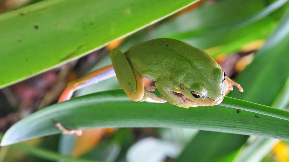 Toad Frog Green - Free photo on Pixabay