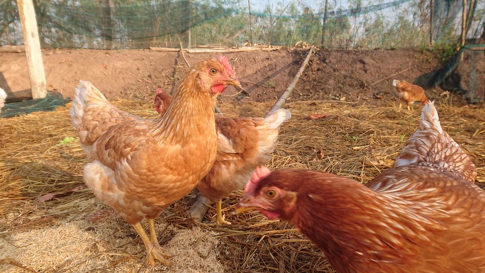 Kostenloses Foto: Huhn, Henne, Farm - Kostenloses Bild auf Pixabay ...