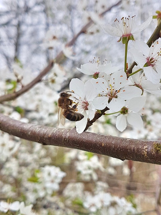 Primavera Abeja Flor De Cerezo - Foto gratis en Pixabay - Pixabay