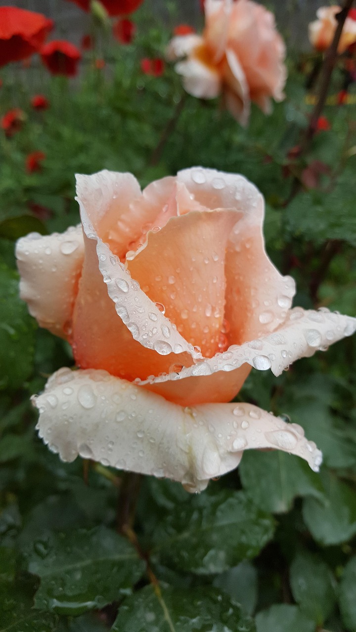 Rosa La Gota - Foto gratis en Pixabay - Pixabay