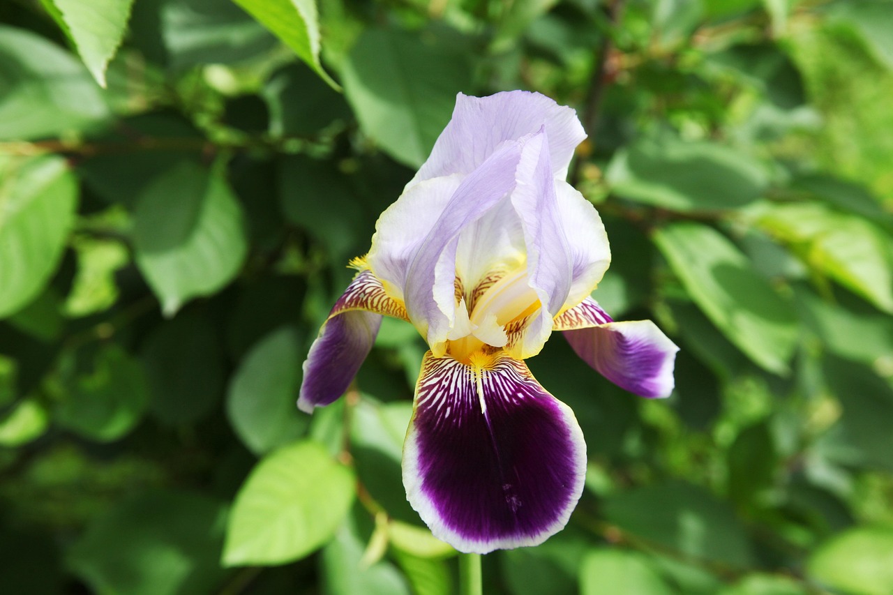 Iris Garden Flower Close Up Free Photo On Pixabay Pixabay