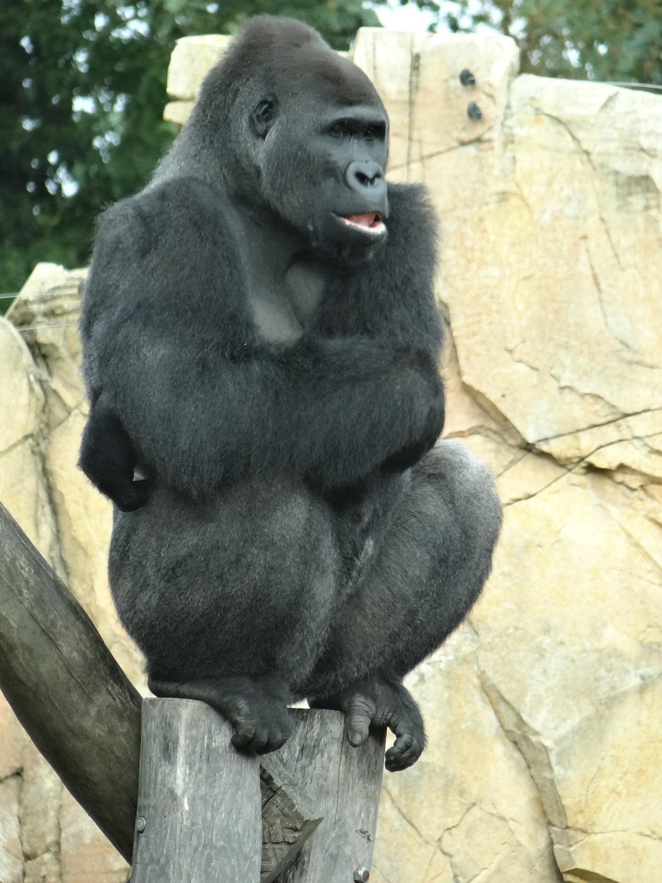 Gorille Singe Grand - Photo gratuite sur Pixabay