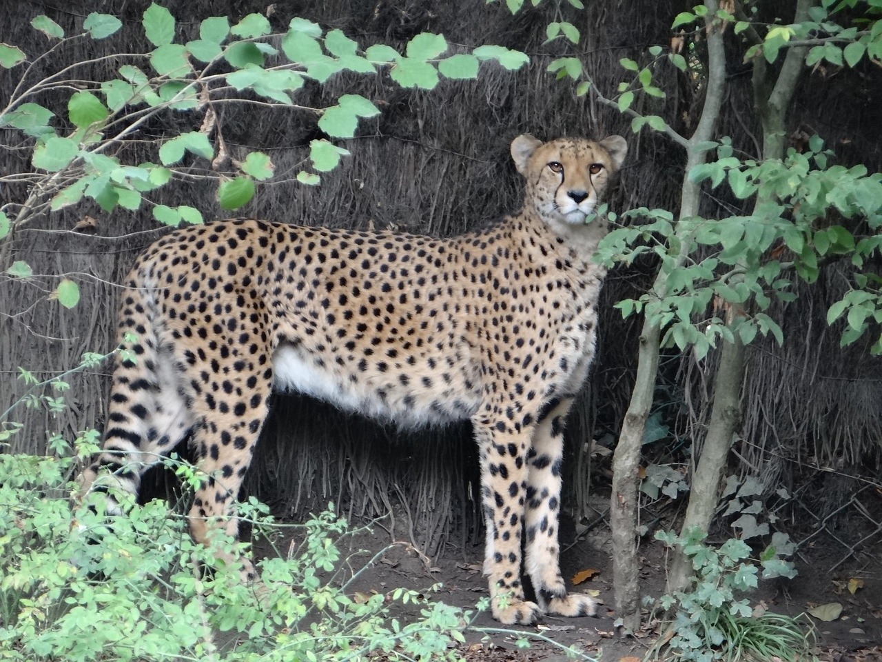 Leopardo Zoológico Tarea - Foto gratis en Pixabay - Pixabay