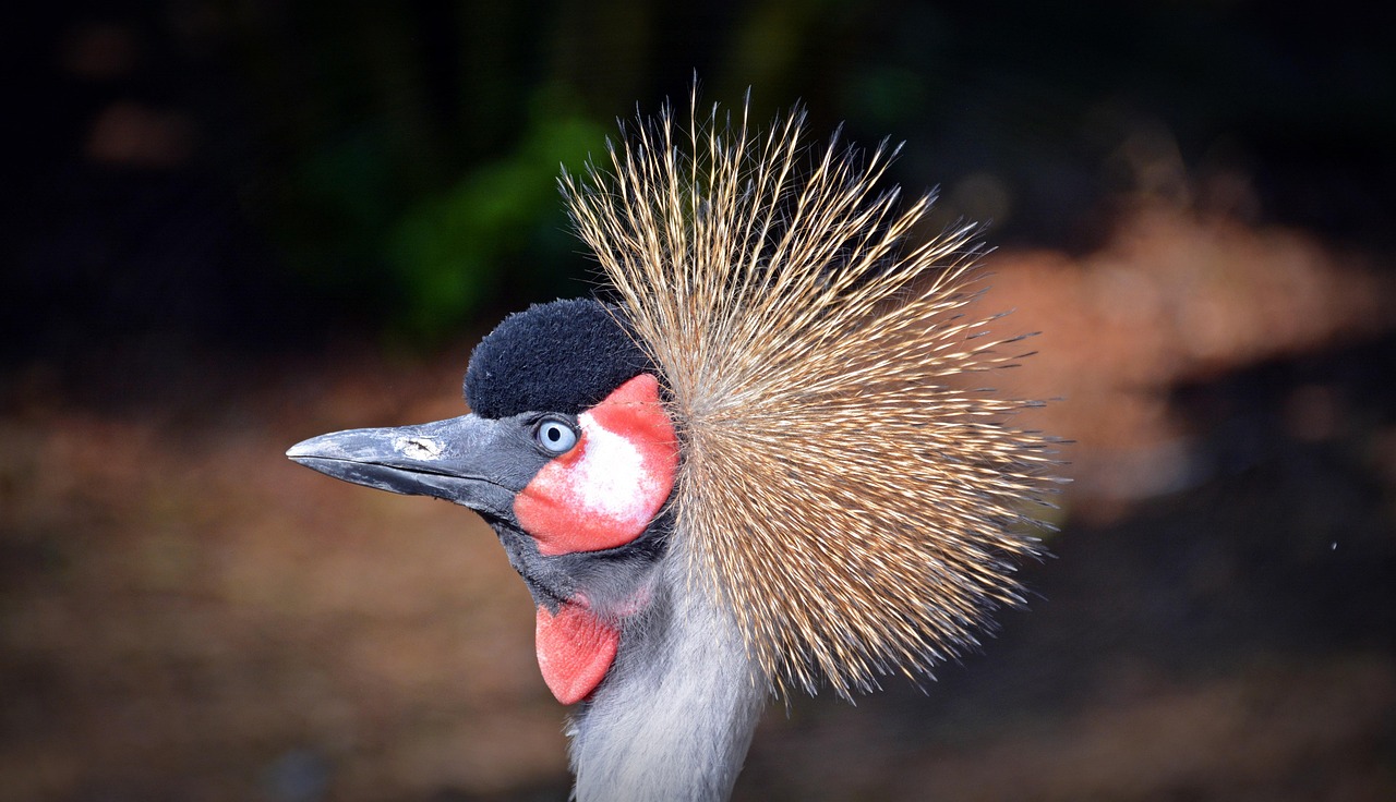 Grey Dimahkotai Crane Derek Burung - Foto gratis di Pixabay - Pixabay
