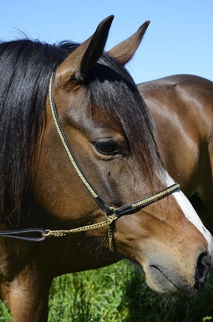 Pónei Cavalo Marrom - Foto gratuita no Pixabay - Pixabay