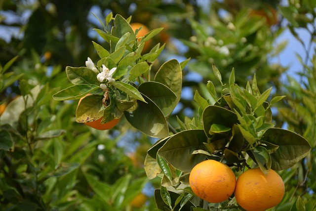 Pohon Jeruk Orange Blossom - Foto gratis di Pixabay - Pixabay