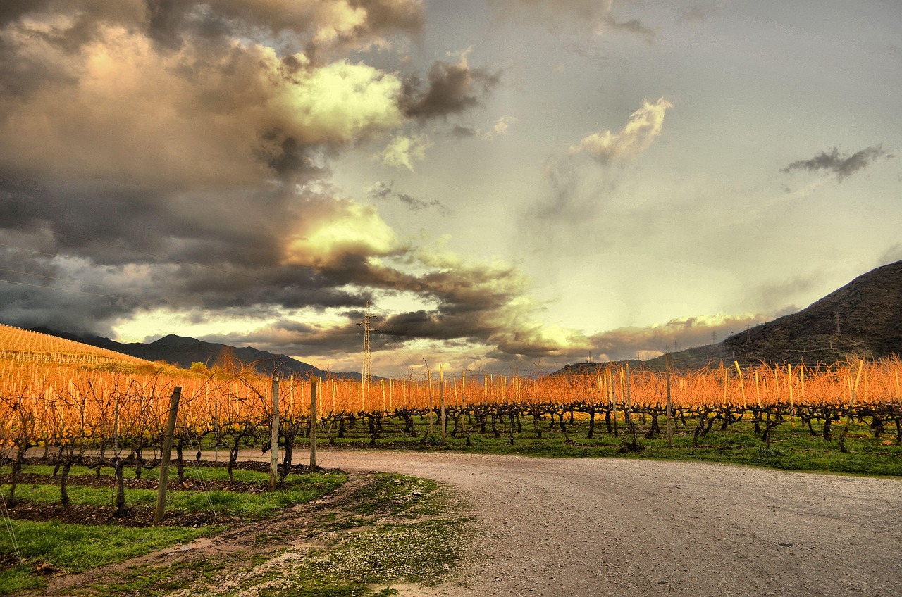 Weinberg Beanspruchung Weinstock - Kostenloses Foto auf Pixabay - Pixabay