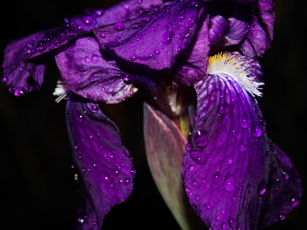 Iris Flor - Foto gratuita no Pixabay - Pixabay
