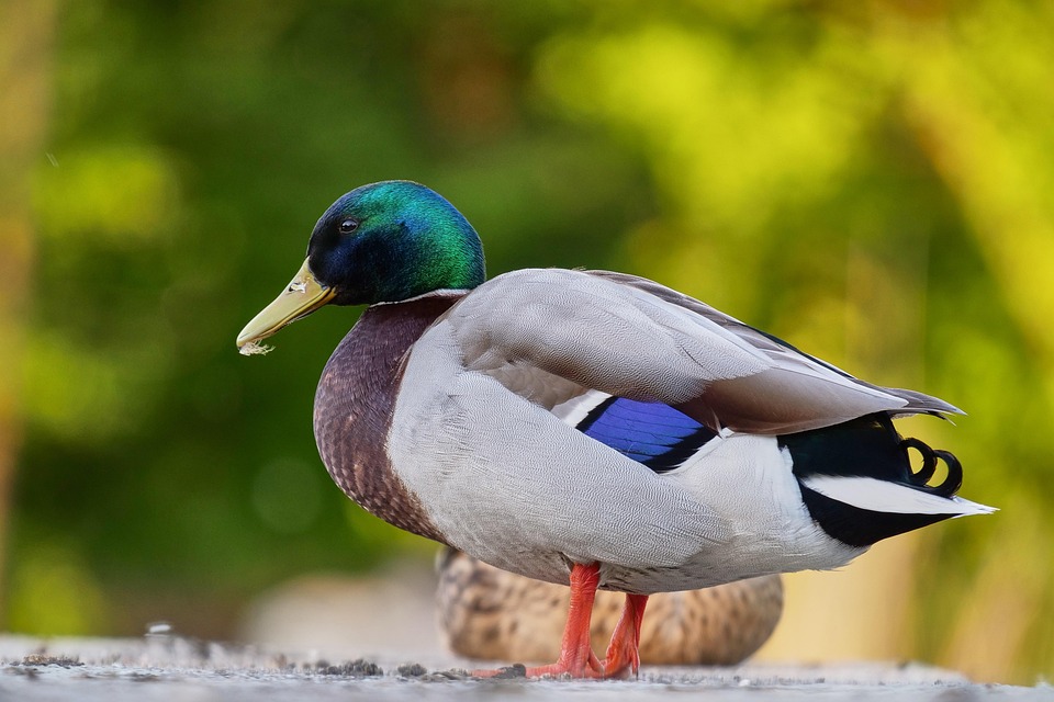 Duck Water Leg - Free photo on Pixabay - Pixabay
