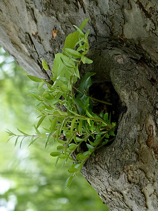 Tree Trunk Opening - Free photo on Pixabay - Pixabay