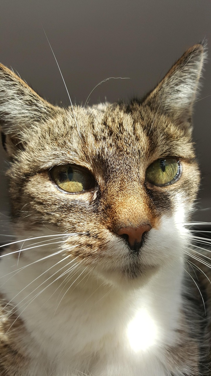Kucing Hewan Domestik Anak - Foto gratis di Pixabay - Pixabay