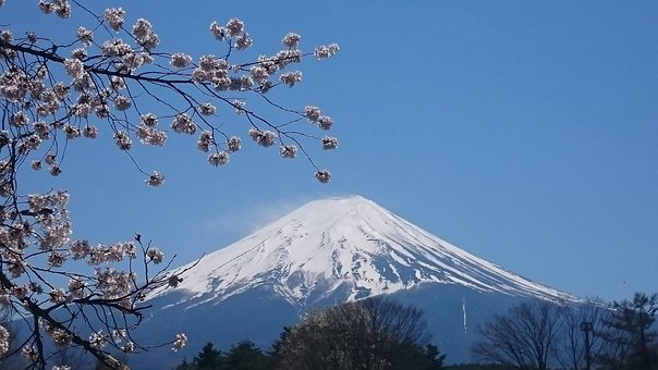 10+ Free Fuji Sakura & Mount Fuji Images