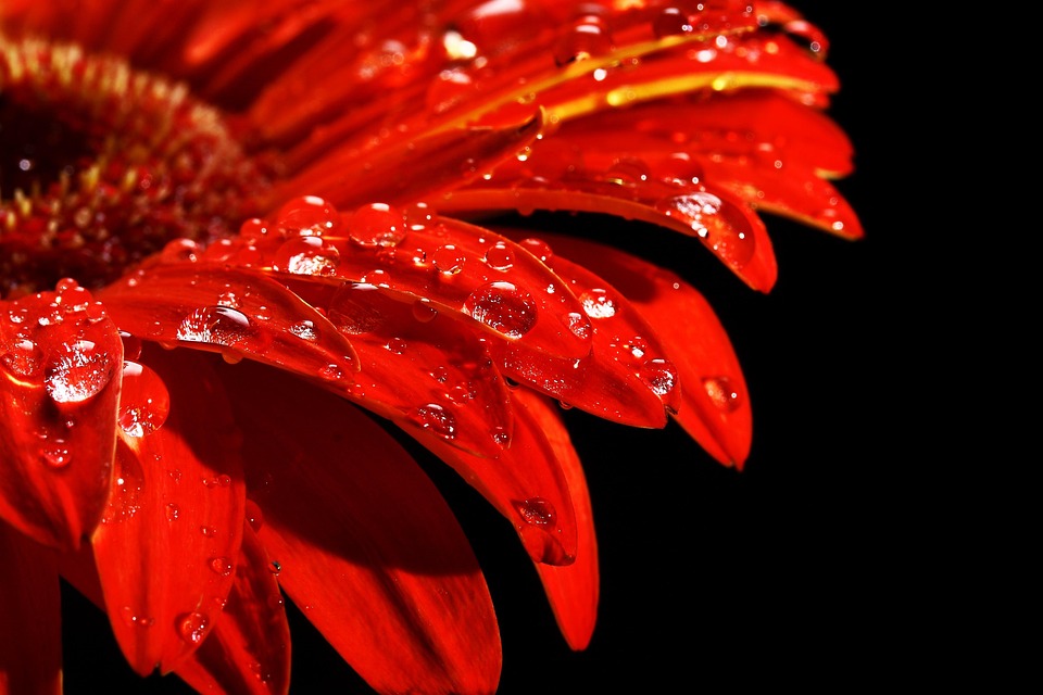 Red Flower Drop - Free photo on Pixabay - Pixabay