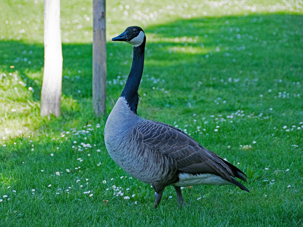 Canada Goose Branta - Free photo on Pixabay - Pixabay