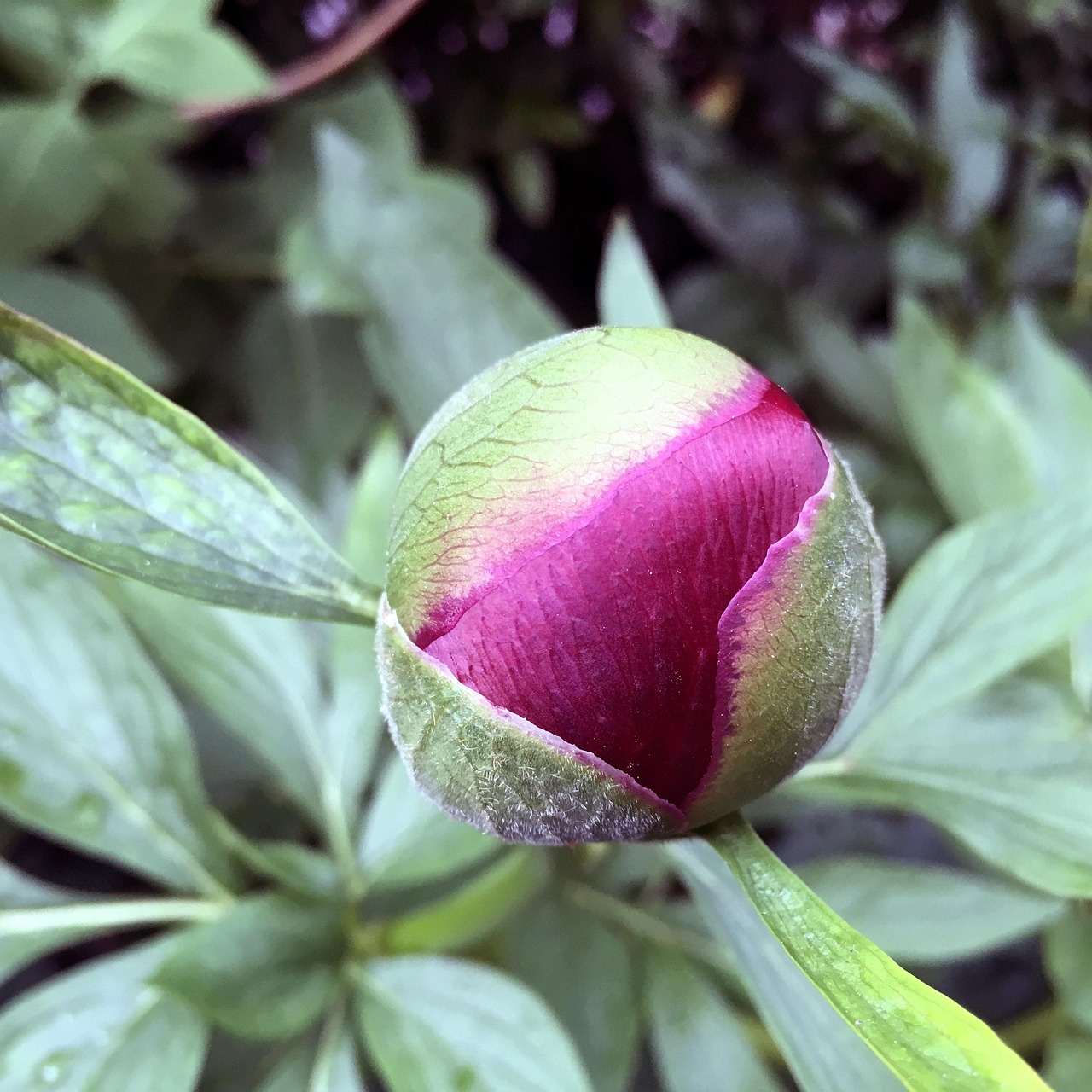 Peony Peonies Flo - Free photo on Pixabay - Pixabay