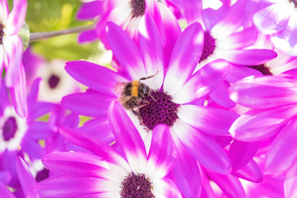 Blossom Bloom Bumblebee - Free photo on Pixabay - Pixabay