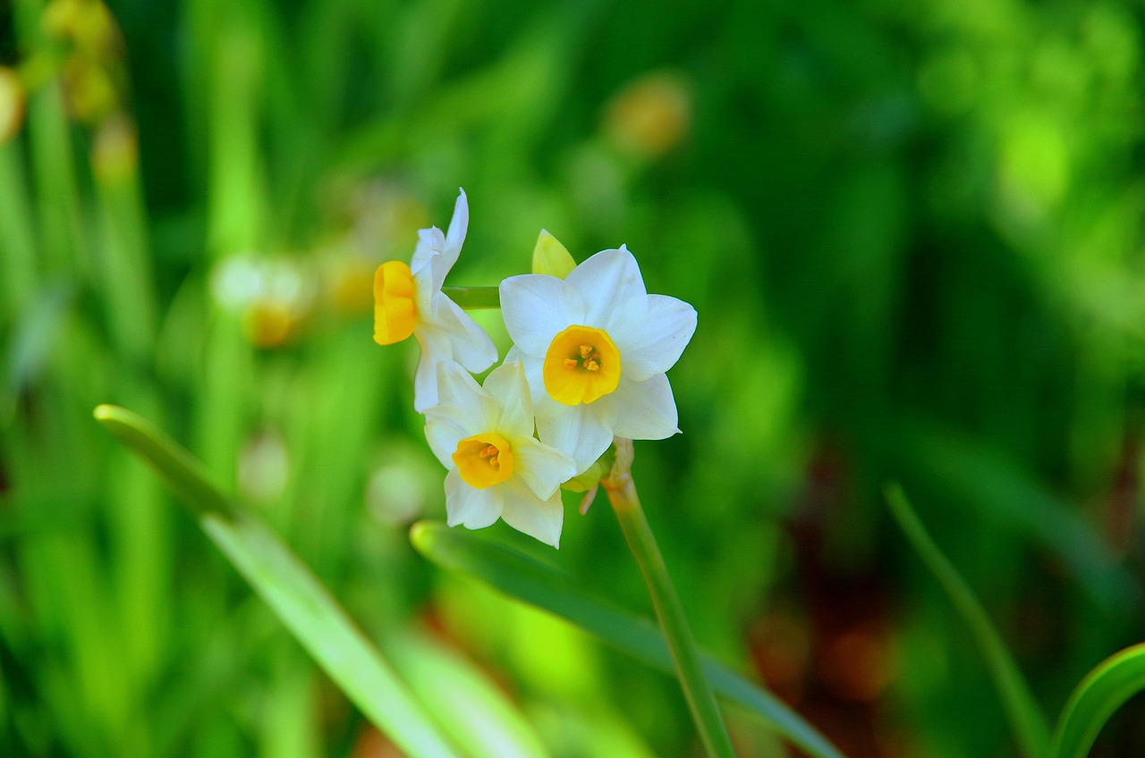 Narsiss Japan Narcissus - Gratis foto på Pixabay