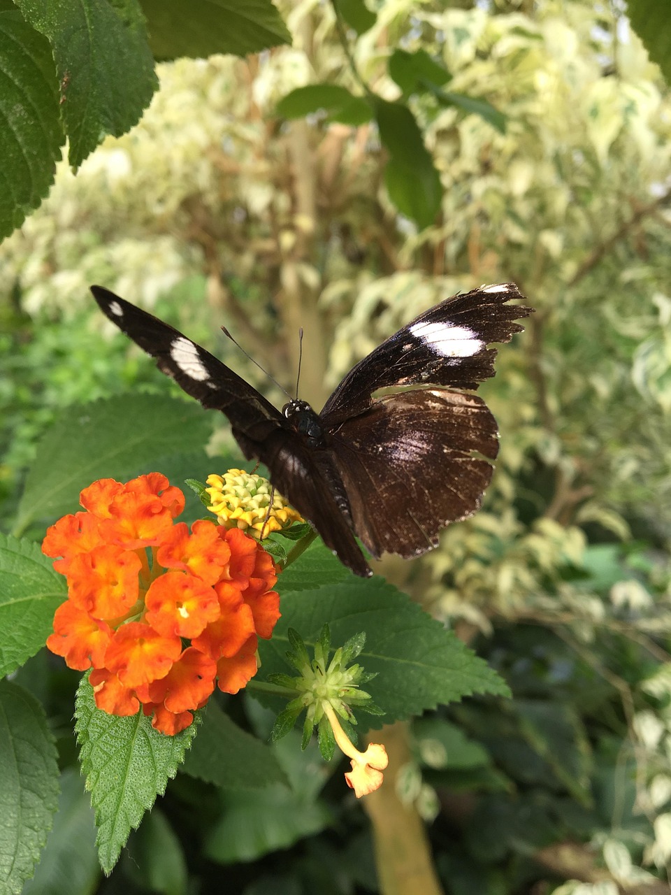 Papillon Fleur Fermer Le - Photo gratuite sur Pixabay - Pixabay