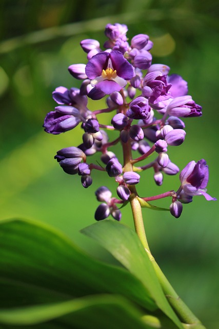 Mauve Fleur - Photo gratuite sur Pixabay - Pixabay