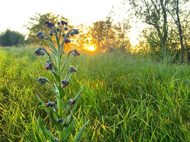 Lupine Sunset Spring - Free photo on Pixabay