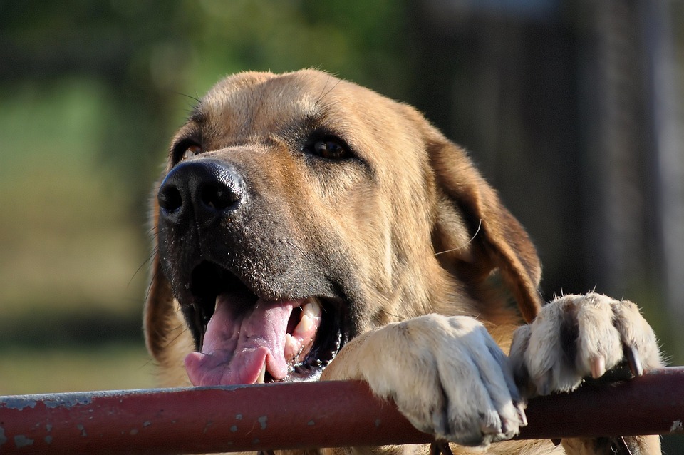 Animal Chienchien La Belle Et Le - Photo gratuite sur Pixabay - Pixabay