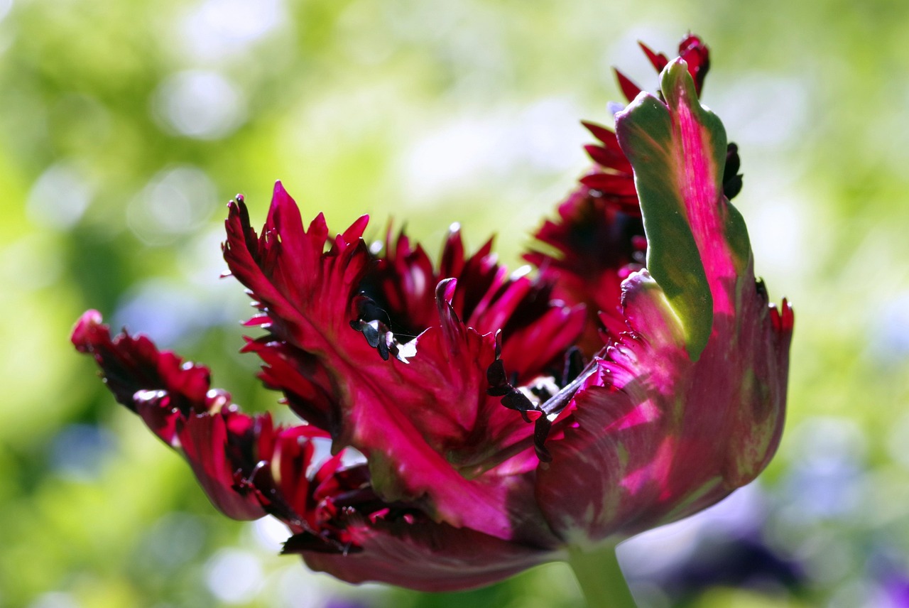 Flower Jagged Tulip - Free photo on Pixabay - Pixabay