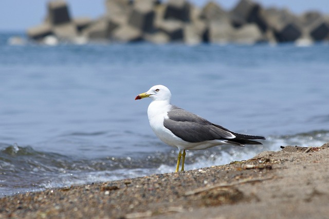 Animal Mar Playa - Foto gratis en Pixabay - Pixabay
