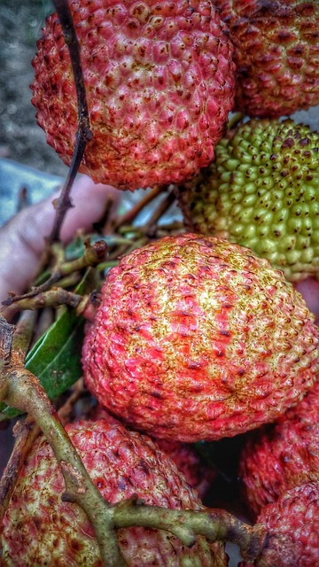Lichia Frutas Natureza - Foto gratuita no Pixabay - Pixabay