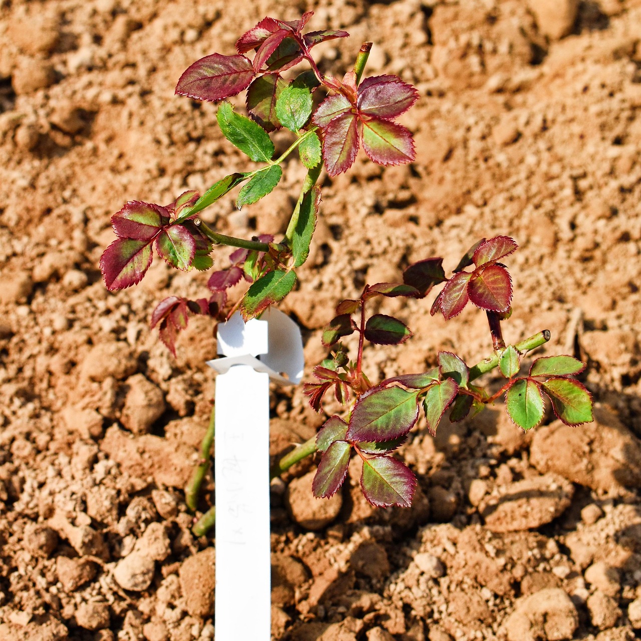 Crisantemo Planta - Foto gratis en Pixabay - Pixabay
