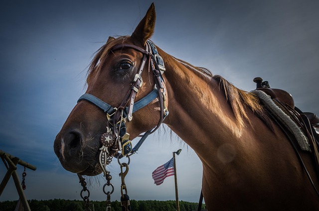 Caballo Pferdeportrait Cabeza De - Foto gratis en Pixabay - Pixabay