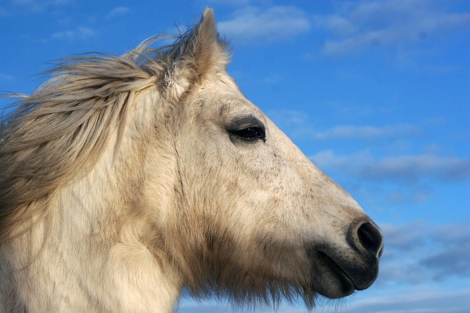 Horse Pony High Country - Free photo on Pixabay - Pixabay
