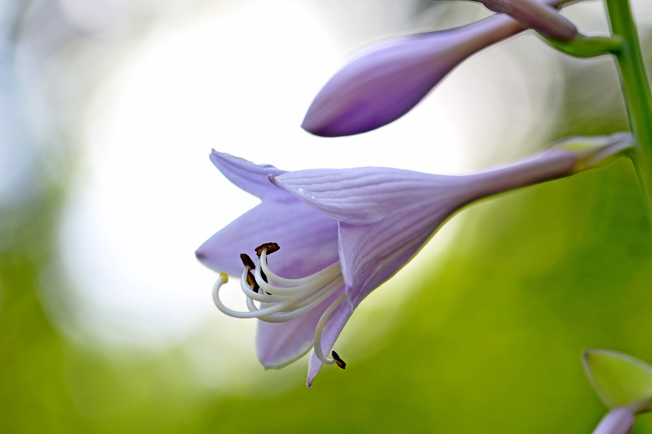 Bibichu Plantar Natureza - Foto gratuita no Pixabay - Pixabay