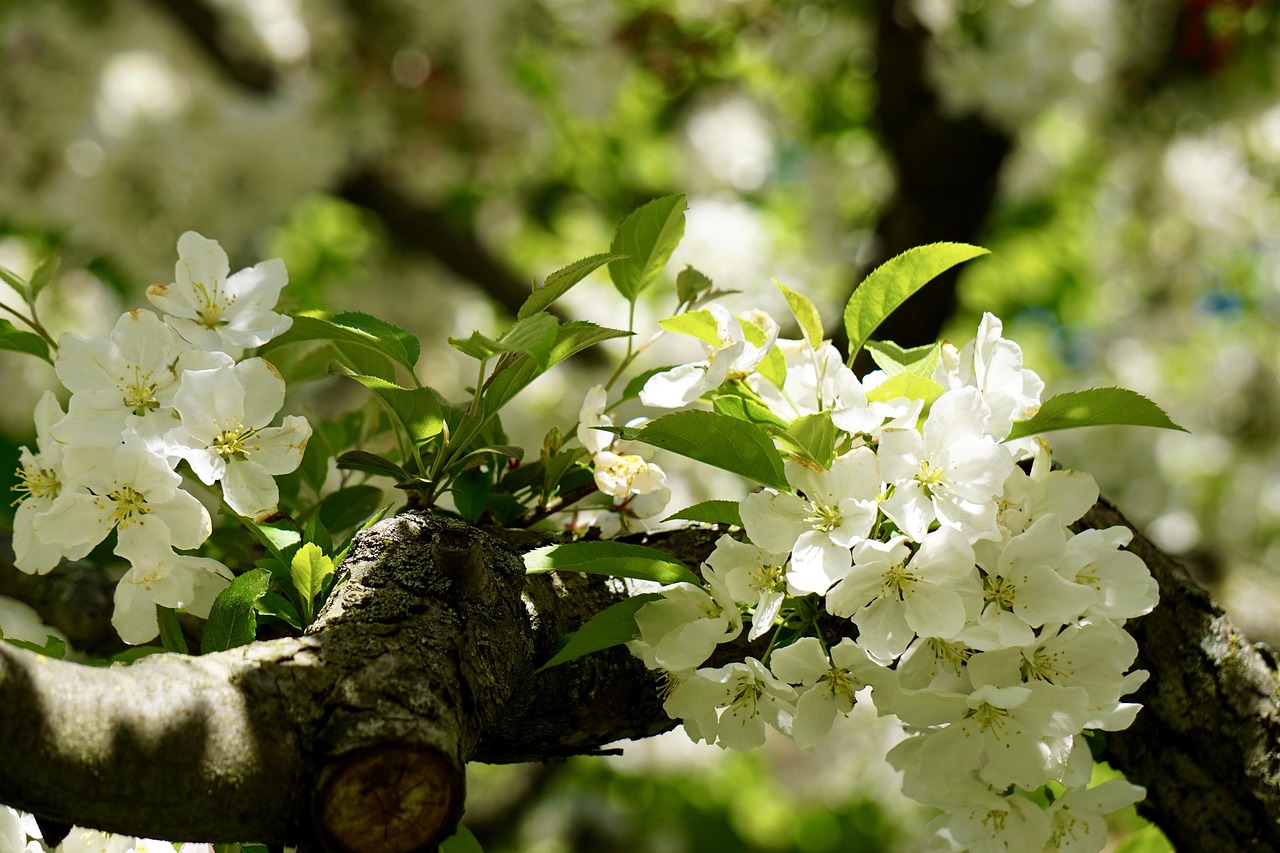 A Inflori Copac Alb Cherry - Fotografie gratuită pe Pixabay - Pixabay