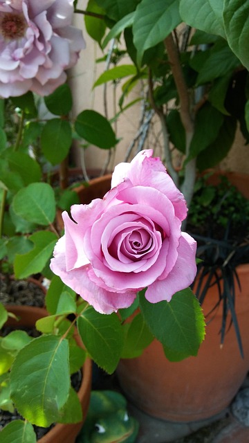 Rose Blume Pinke - Kostenloses Foto auf Pixabay