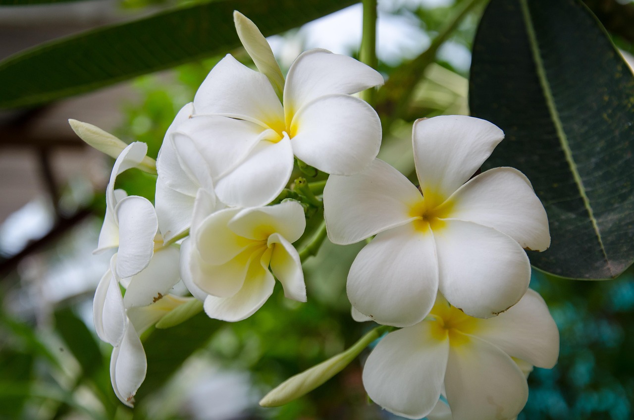 Flor Blanco Flores Blancas - Foto gratis en Pixabay - Pixabay
