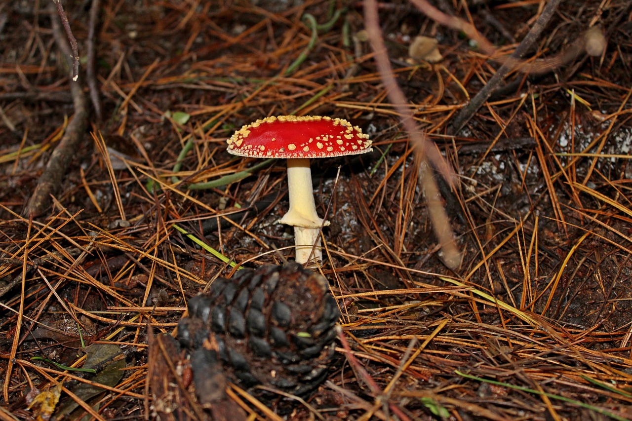 Champignon Forêt Nature - Photo gratuite sur Pixabay - Pixabay