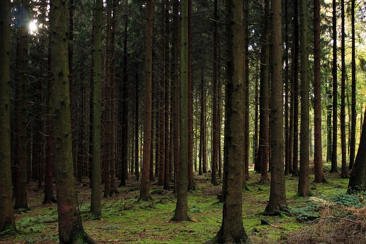 Nadelwald Bilder - Kostenlose Bilder herunterladen - Pixabay