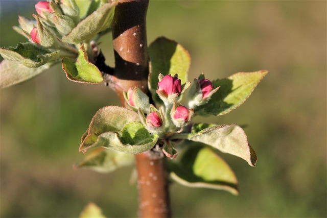 Bud Apple Close-Up - Free photo on Pixabay - Pixabay