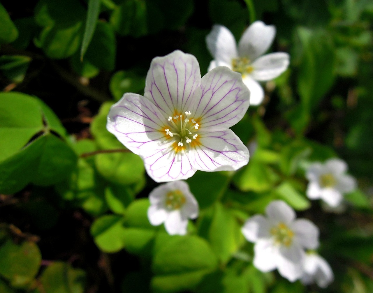 Oxalis Flower White - Free photo on Pixabay - Pixabay