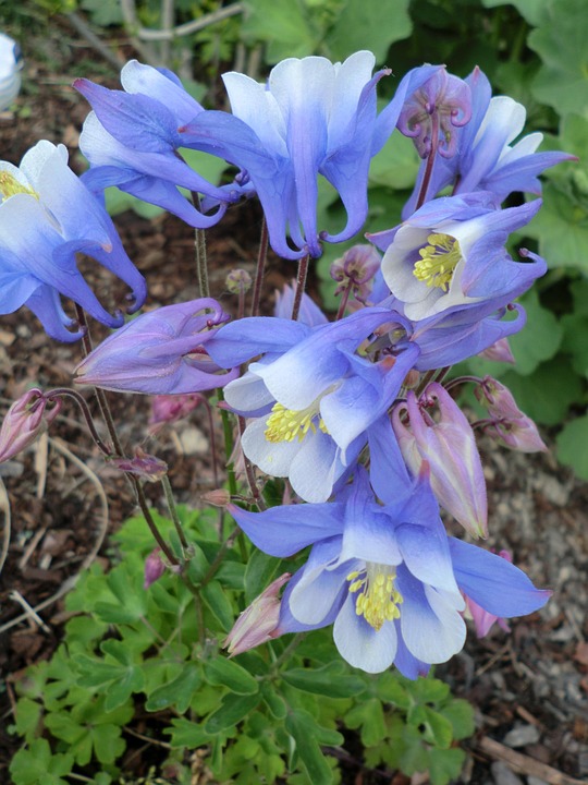 Kolumbia Tanaman Umum Columbine - Foto gratis di Pixabay