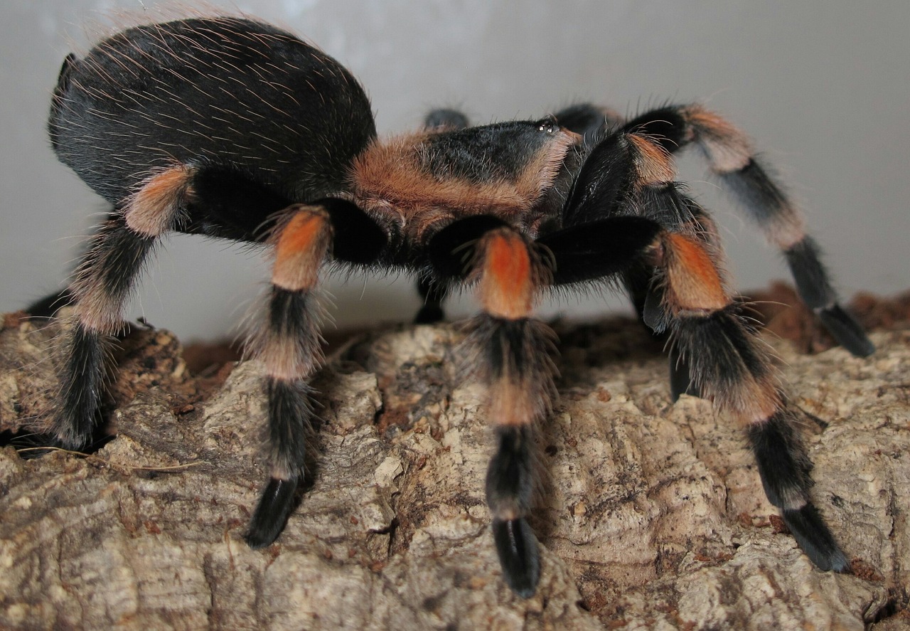 Tarántula Brachypelma Smith - Foto gratis en Pixabay