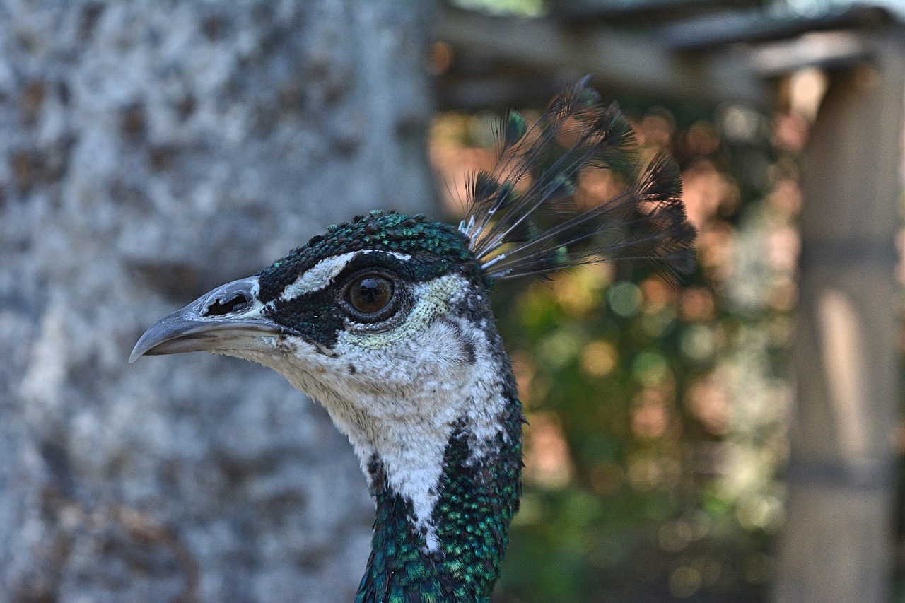 Pavo Colores Real - Foto gratis en Pixabay - Pixabay