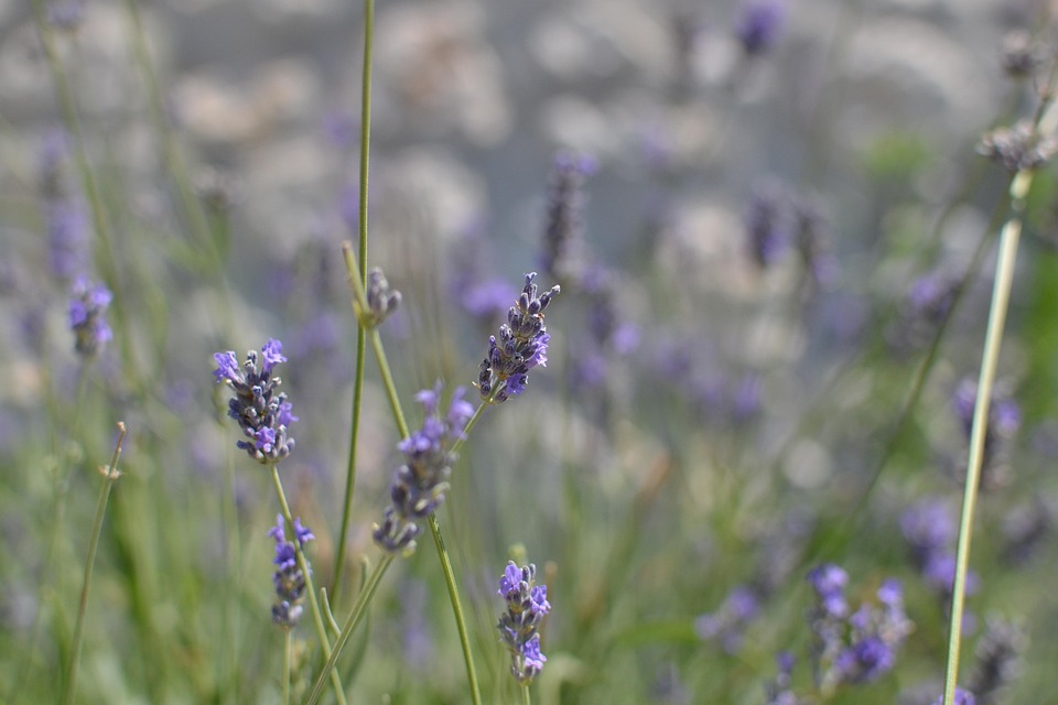 Lavanda Naturaleza Natural - Foto gratis en Pixabay - Pixabay