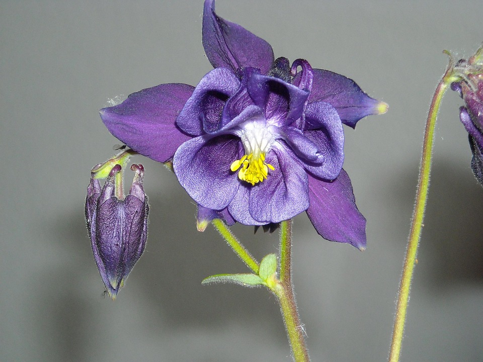 Columbia Flor Columbina Comum - Foto gratuita no Pixabay - Pixabay