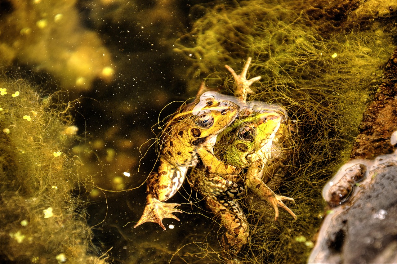 Nature Frogs Animal - Free photo on Pixabay - Pixabay
