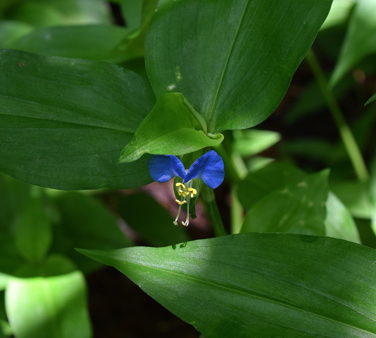 Asiatiska Dayflower Commelina - Gratis foto på Pixabay - Pixabay
