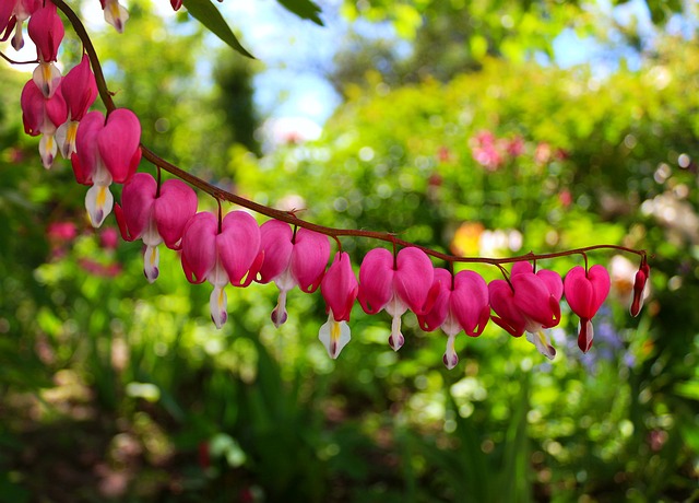 Bunga-Bunga Hijau Jantung Merah - Foto gratis di Pixabay - Pixabay